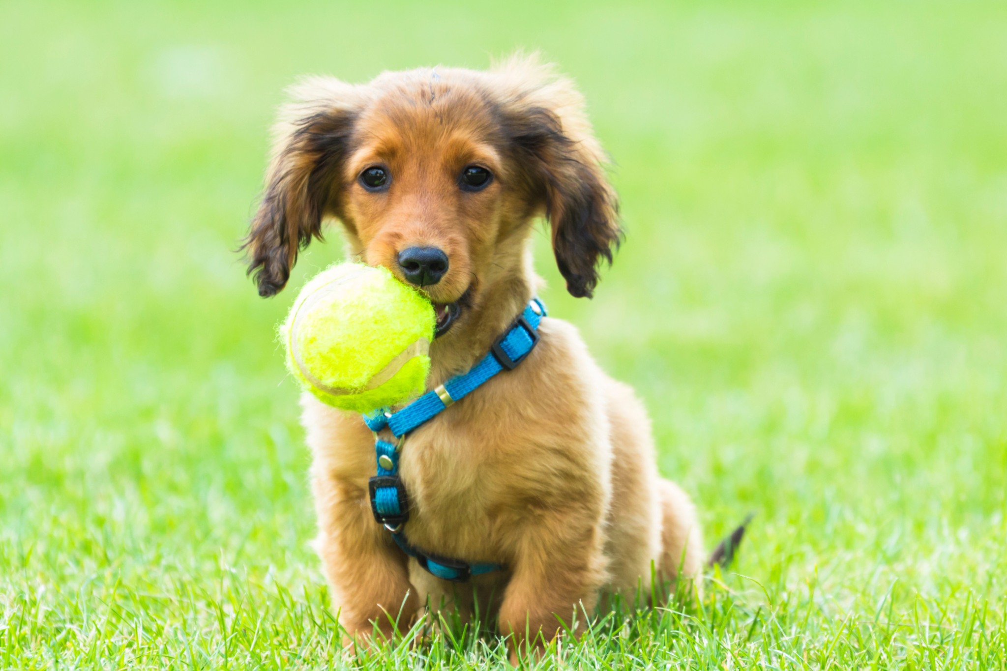 Pawrific - Jacent Strategic Merchandising